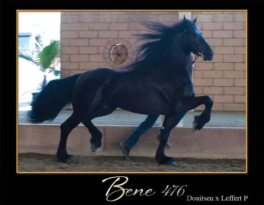 KFPS Approved Stallion-Signature Friesians Stallion Station